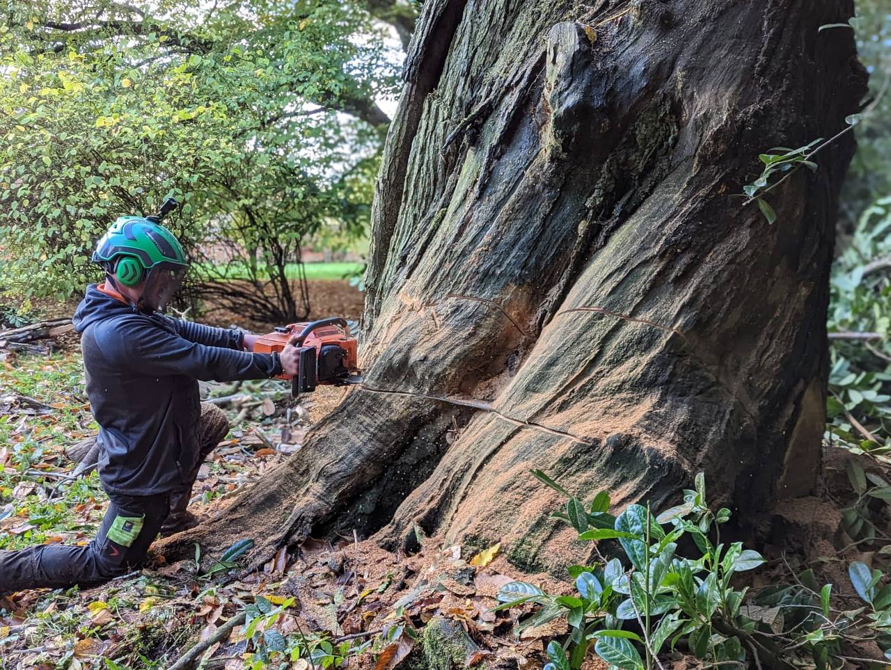 Tree Crown Reduction vs. Tree Topping: Understanding the Difference ...